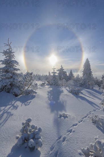 Snow covered coniferous trees with halo and sun in winter - Photo12 ...