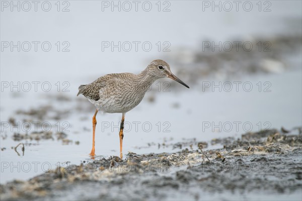 Common redshank - Photo12-imageBROKER-Farina Grassmann