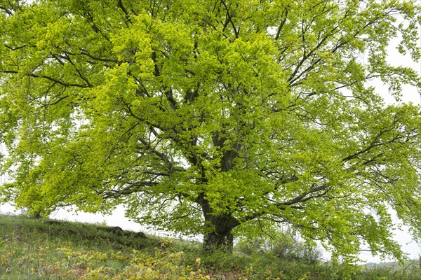 Common beech - Photo12-imageBROKER-Frank Sommariva