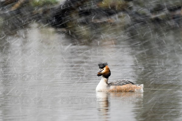 Great crested grebe - Photo12-imageBROKER-Wilfried Martin