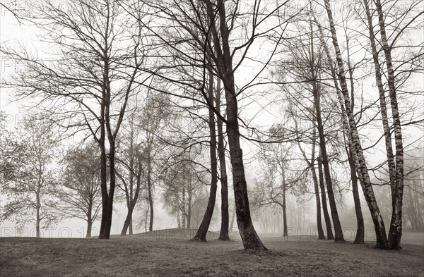 Bare group of trees in the morning mist - Photo12-imageBROKER-Wolfgang ...