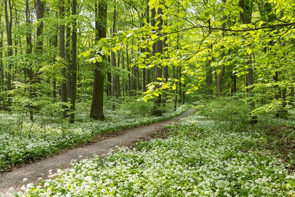 Path through deciduous forest with blooming wild garlic - Photo12 ...