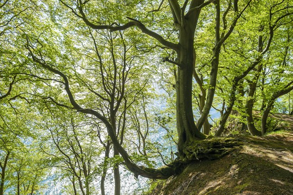 European beech forest - Photo12-imageBROKER-Frank Sommariva