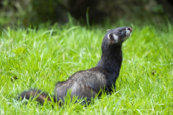 European polecat - Photo12-imageBROKER-Frank Sommariva