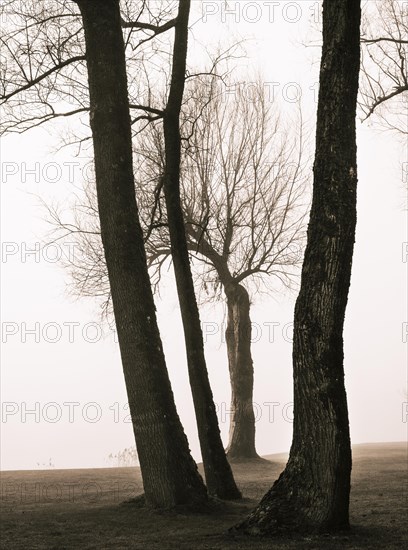 Bare group of trees in the morning mist - Photo12-imageBROKER-Wolfgang ...
