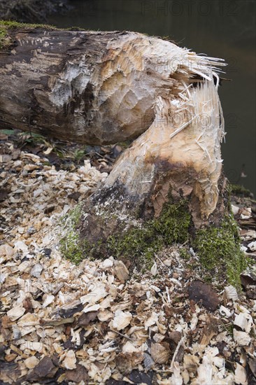 beaver damage - Photo12-imageBROKER-Raimund Linke