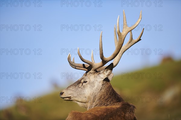 Red deer - Photo12-imageBROKER-David & Micha Sheldon