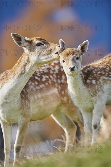 Common fallow deer - Photo12-imageBROKER-David & Micha Sheldon