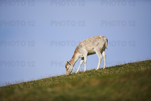 Common fallow deer - Photo12-imageBROKER-David & Micha Sheldon