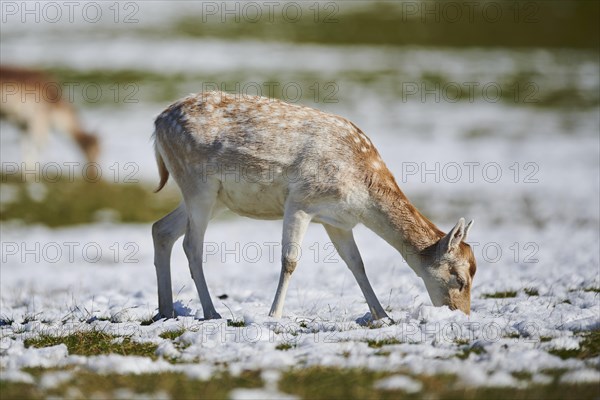 Common fallow deer - Photo12-imageBROKER-David & Micha Sheldon