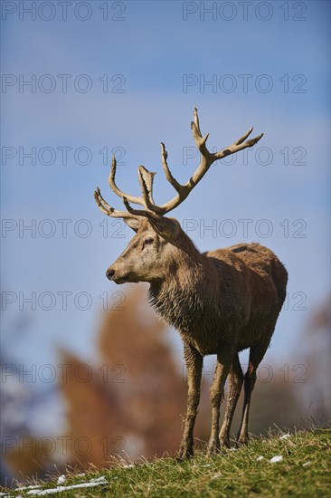 Red deer - Photo12-imageBROKER-David & Micha Sheldon