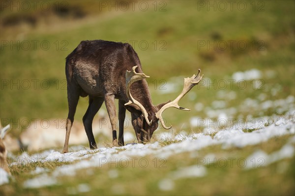 Common fallow deer - Photo12-imageBROKER-David & Micha Sheldon