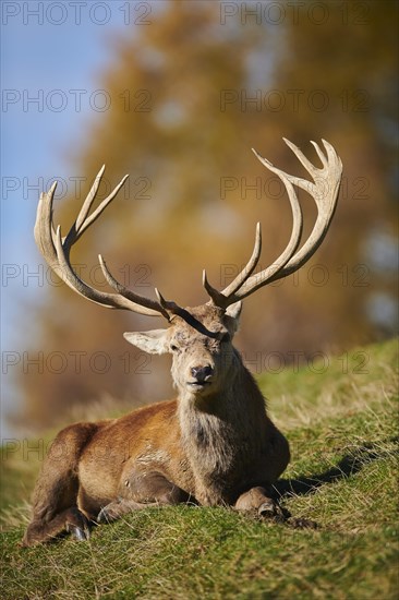Red deer - Photo12-imageBROKER-David & Micha Sheldon