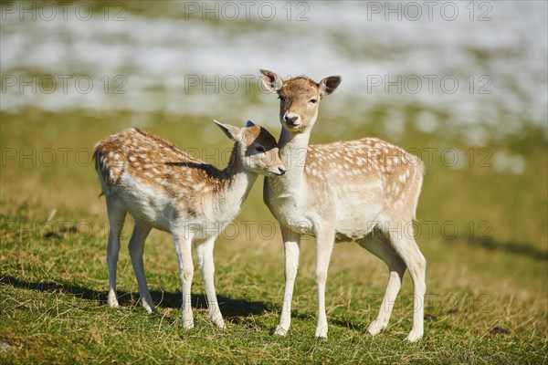 Common fallow deer - Photo12-imageBROKER-David & Micha Sheldon