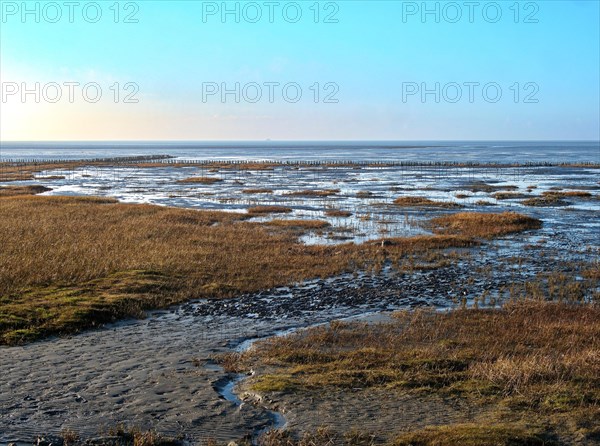Dike and mudflat landscape on the North Frisian coast of Friedrichskoog ...