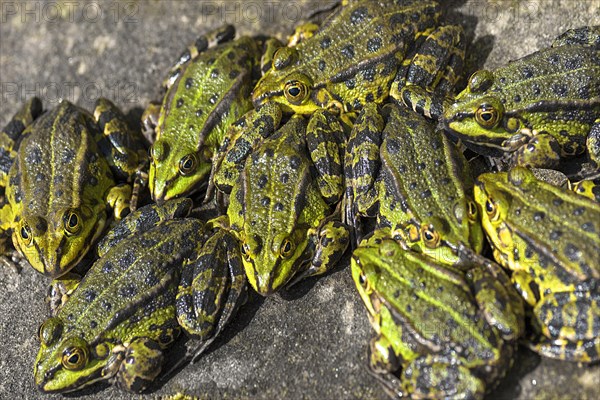 Green frogs - Photo12-imageBROKER-Helmut Meyer zur Capellen