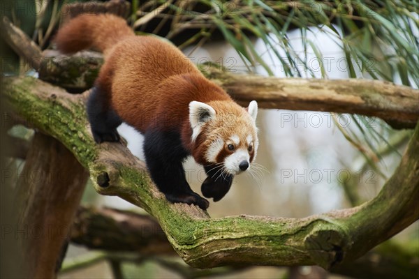 Red panda - Photo12-imageBROKER-David & Micha Sheldon