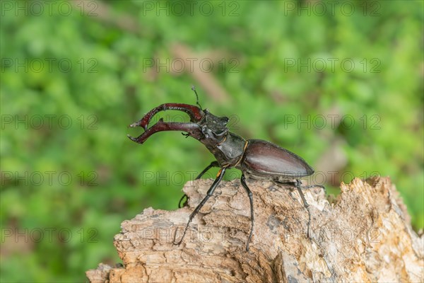 Male lucane skite - Photo12-imageBROKER-ncphoto