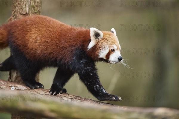 Red panda - Photo12-imageBROKER-David & Micha Sheldon