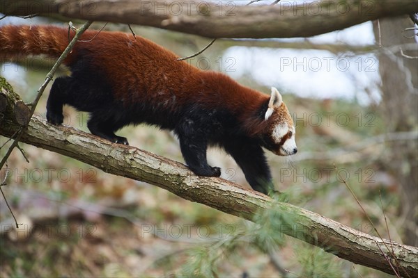 Red panda - Photo12-imageBROKER-David & Micha Sheldon