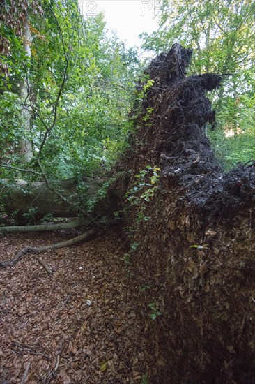 Root plate in the Darss primeval forest - Photo12-imageBROKER-Farina ...