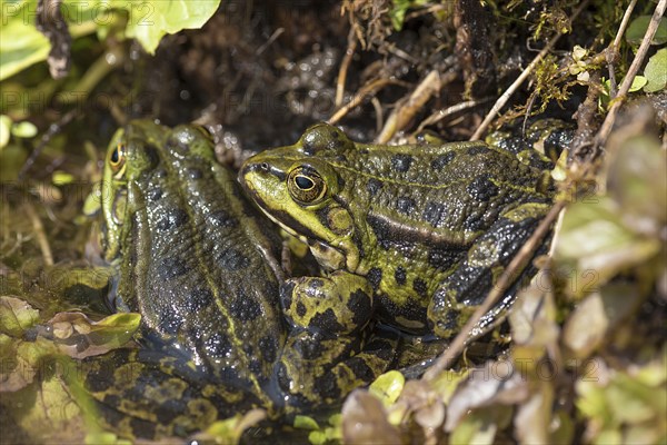 Green frogs - Photo12-imageBROKER-Helmut Meyer zur Capellen