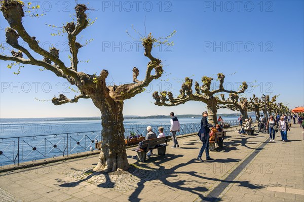Promenade with pruned plane trees - Photo12-imageBROKER-Manfred Bail