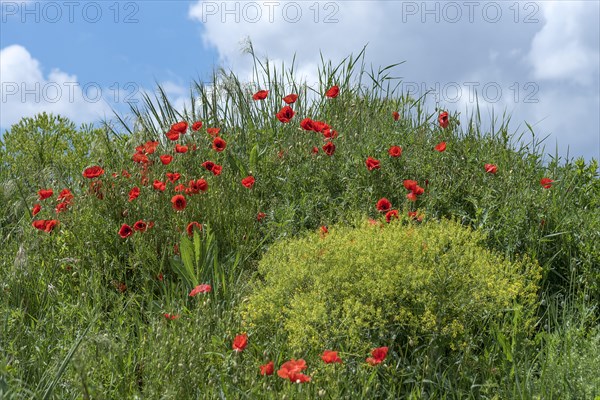 Blooming poppy flowers - Photo12-imageBROKER-Helmut Meyer zur Capellen