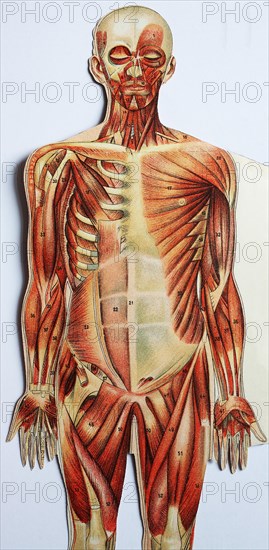 Historical representation of the human body according to the state of ...
