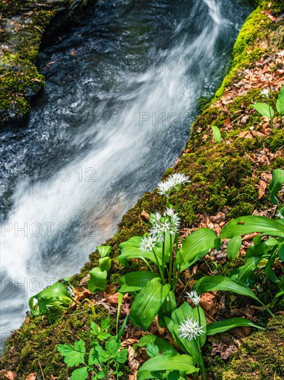 Wild Garlic over stream - Photo12-imageBROKER-Maciej Olszewski