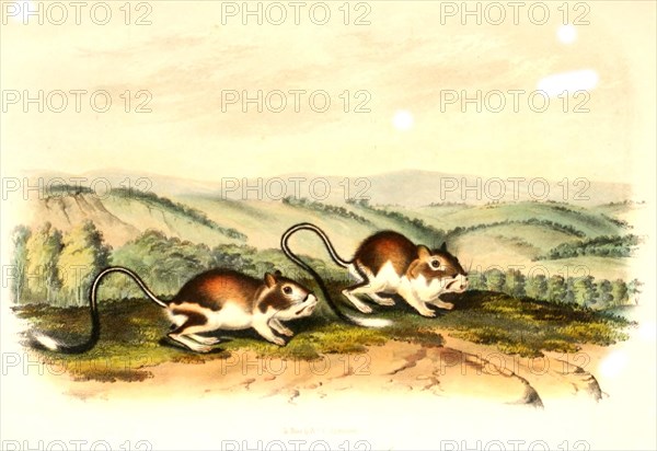 Jumping mouse - Photo12-imageBROKER-Sunny Celeste