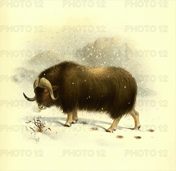 Musk ox - Photo12-imageBROKER-Sunny Celeste