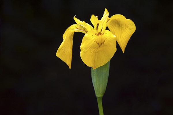 Marsh iris - Photo12-imageBROKER-Harry Laub