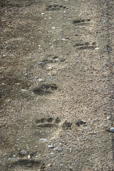Tread seal of the european brown bear - Photo12-imageBROKER-Dieter Mahlke