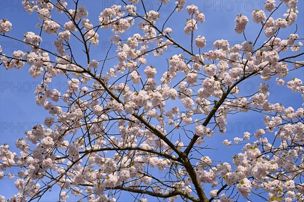 Kirschbaum - Photo12-imageBROKER-Frederik