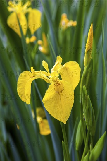 Marsh iris - Photo12-imageBROKER-Harry Laub