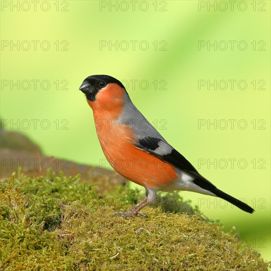 Dompfaff - Photo12-imageBROKER-Burkhard Sauskojus