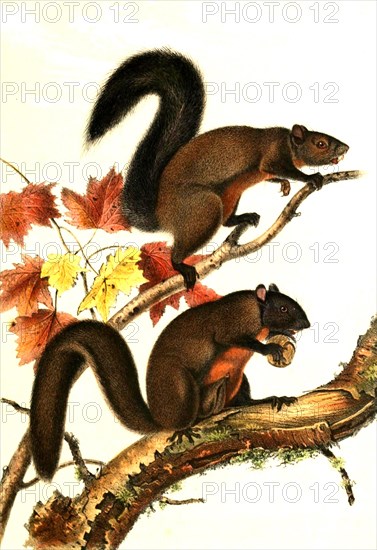 Country squirrel - Photo12-imageBROKER-Sunny Celeste