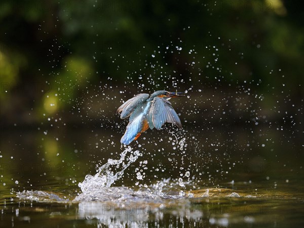 Common Kingfisher - Photo12-imageBROKER-Andrew Mason
