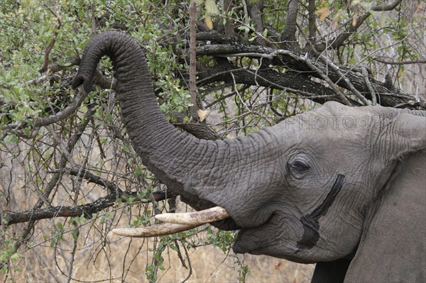 African elephant - Photo12-imageBROKER-Mark Hosking