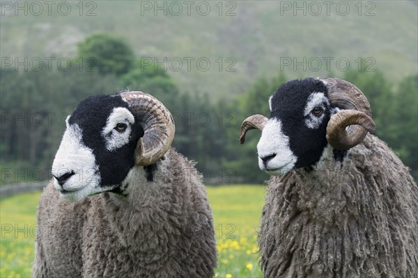 Swaledale sheep - Photo12-imageBROKER-Wayne Hutchinson