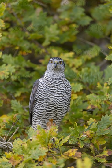 Northern northern goshawk - Photo12-imageBROKER-Paul Sawer