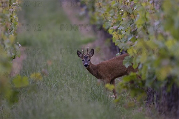 European roe deer - Photo12-imageBROKER-Horst Jegen