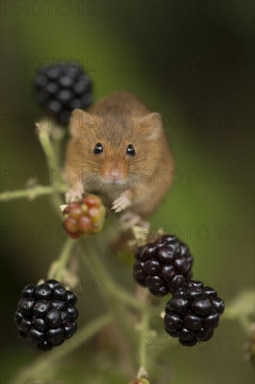 Dwarf Mouse - Photo12-imageBROKER-Paul Hobson