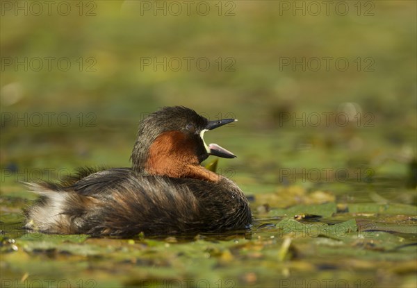 Little Grebe - Photo12-imageBROKER-Paul Hobson