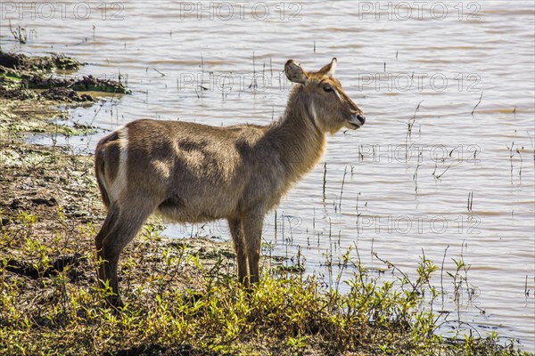 Female waterbuck - Photo12-imageBROKER-Raimund Franken