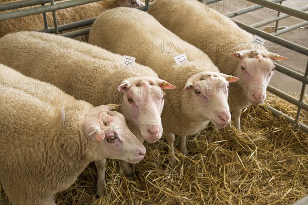 Charmoise Sheep - Photo12-imageBROKER-John Eveson