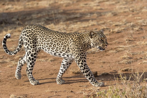 Adult african leopard - Photo12-imageBROKER-Bernd Rohrschneider