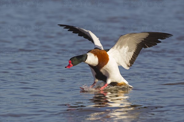 Common Shelduck - Photo12-imageBROKER-Dickie Duckett