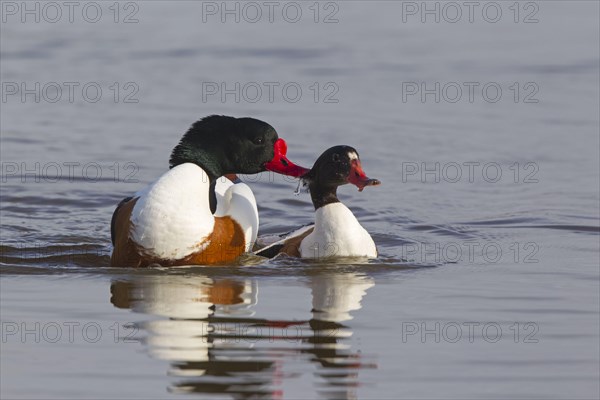 Common Shelduck - Photo12-imageBROKER-Dickie Duckett